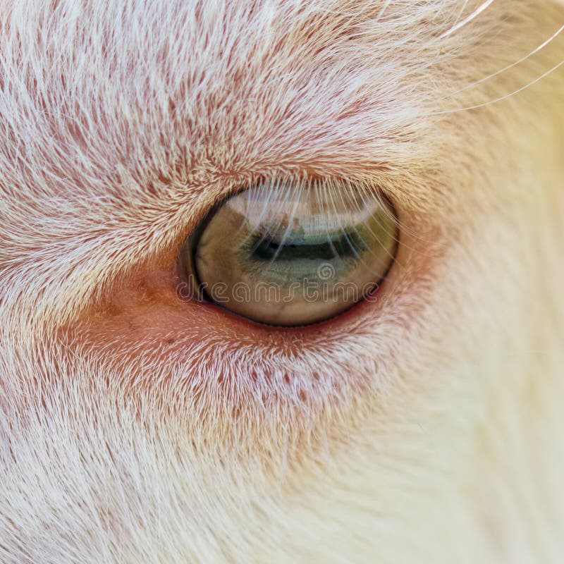 Eye in a White Goat in Nature Stock Photo - Image of expression, cute ...