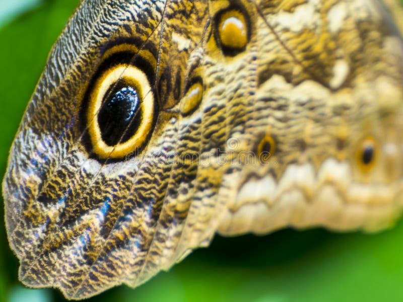 Eye on the Wing of a Tropical Butterfly Stock Image - Image of animal ...