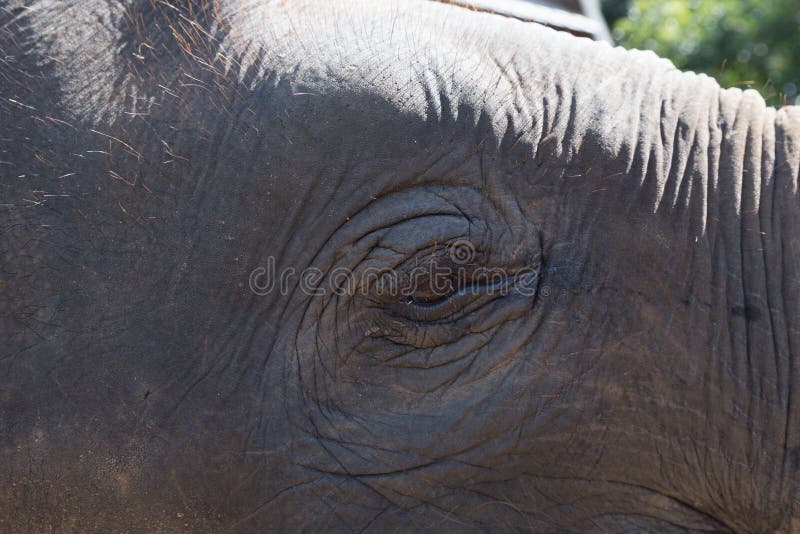 Eye of Young Asian Elephant Stock Image - Image of skin, nature: 82119631