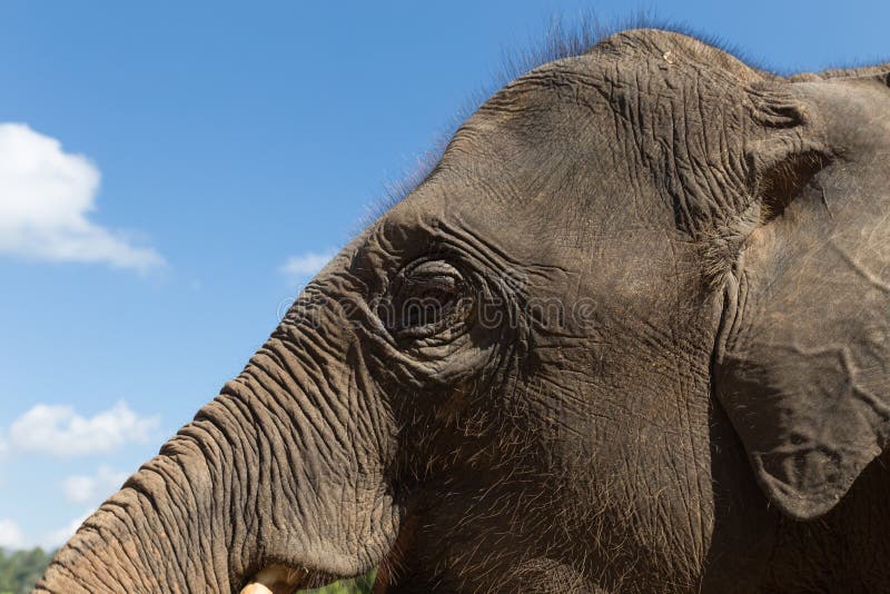 Eye of Young Asian Elephant Stock Image - Image of asia, brown: 82122813