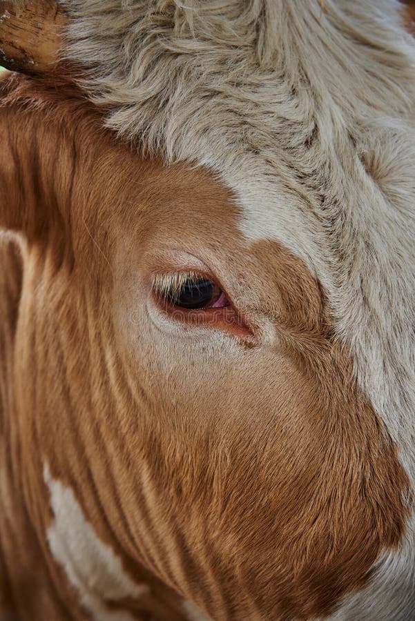 The eye of a young bull stock photo. Image of young - 109036446