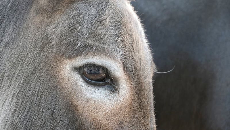 Eye of a Young Donkey. Fur of Older Donkey in the Background. Detailed ...