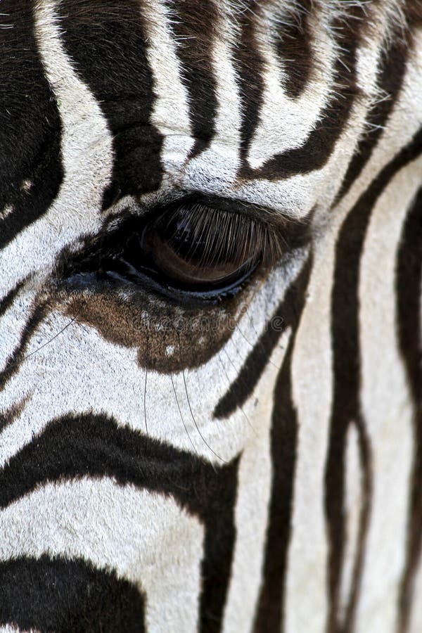 Zebra eye stock photo. Image of animals, macro, white - 29981020