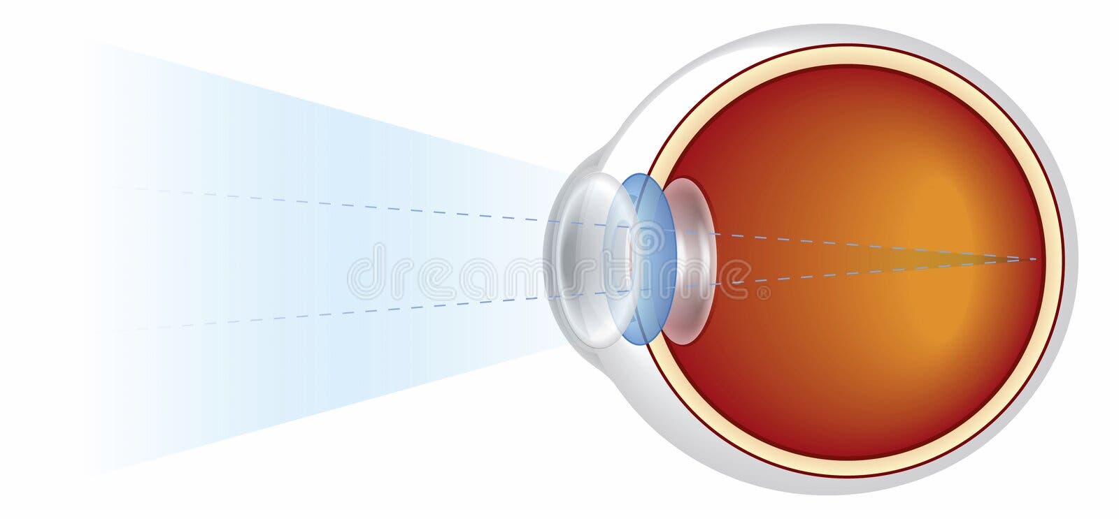 Vision, Eyeball, Optics, Lens System Stock Vector - Illustration of ...