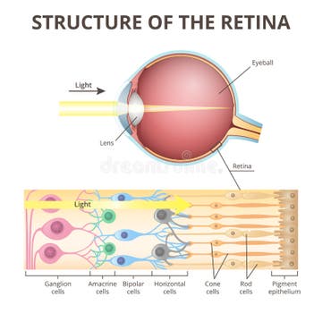 Epithelium Eye Stock Illustrations – 113 Epithelium Eye Stock ...