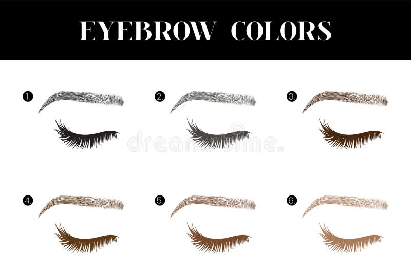 Eyebrow and Lashes Colors Chart Illustration Stock Vector ...