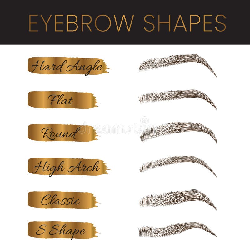 Eyebrow Shapes Types Illustration with Gold Stock Vector - Illustration ...
