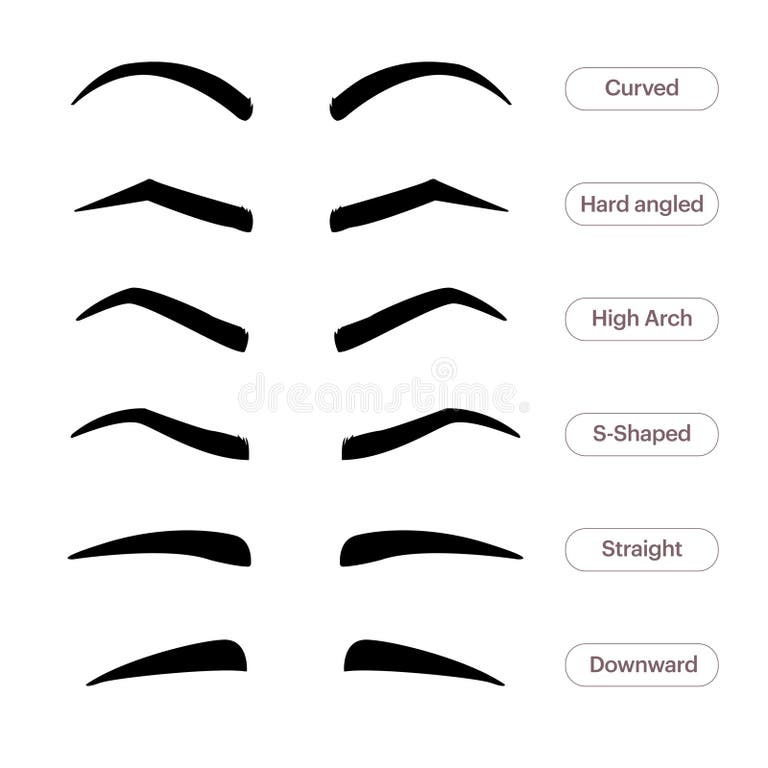 Eyebrow Shapes. Various Types of Eyebrows. Classic Type and Other ...