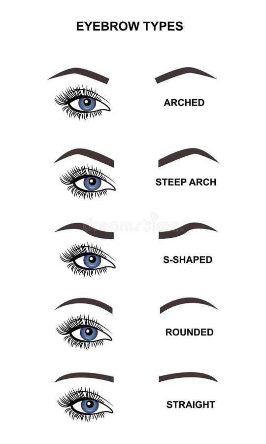Arched Eyebrow Shapes Chart