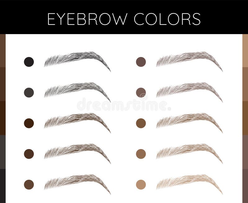 Eyebrows Colors Chart Illustration Stock Vector - Illustration of ...