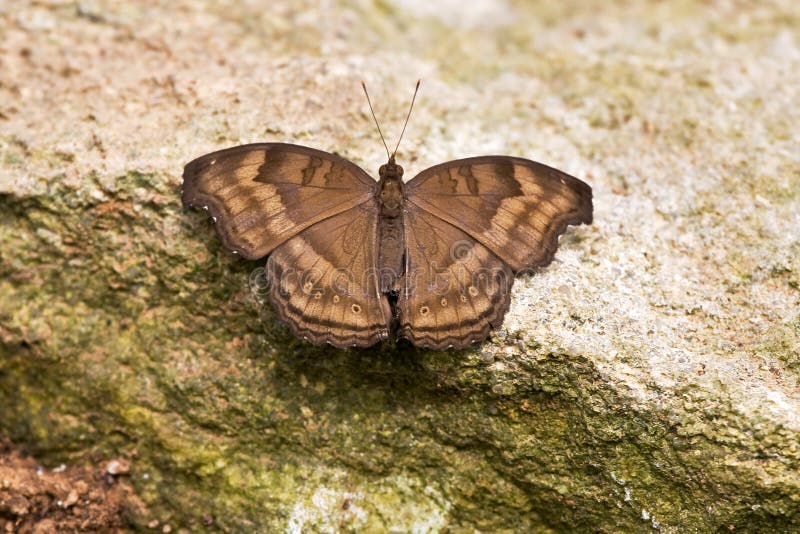Bruine de Mot van de havik stock afbeelding. Image of vlinder - 970589