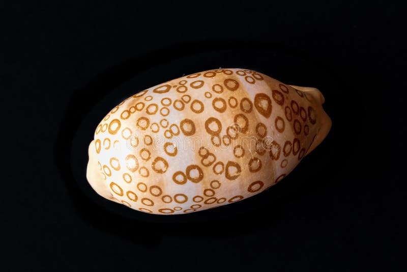 Cypraea argus stock image. Image of specimen, harpago - 188590131
