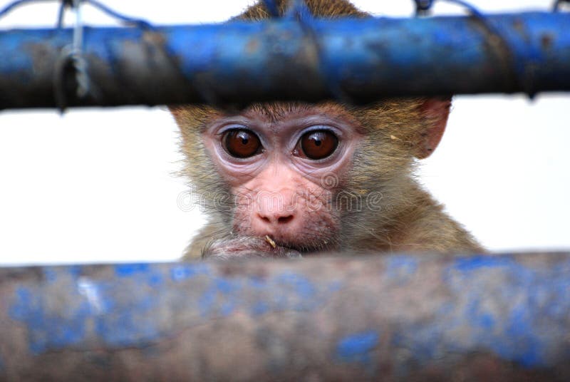 Eyed monkey stock image. Image of abstract, mammals, colors - 63123901