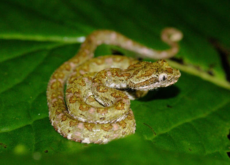 Eyelash Pit Viper, Bothriechis Schlegelii Stock Photo - Image of ...