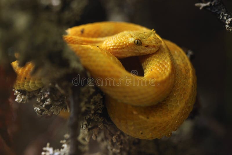 Eyelash Viper (Bothriechis Schlegelii). Stock Photo - Image of jungle ...