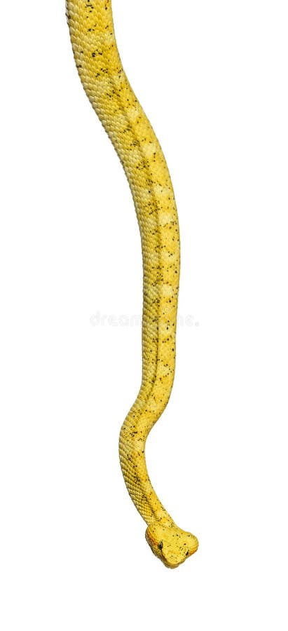 174 Camera Looking Viper Stock Photos - Free & Royalty-Free Stock ...