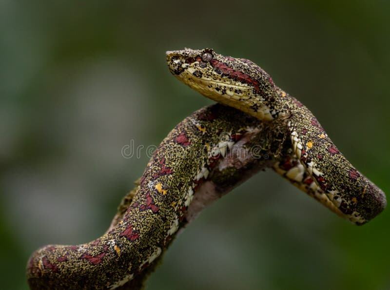 Eyelash Viper in Costa Rica Stock Photo - Image of lance, maine: 135441744