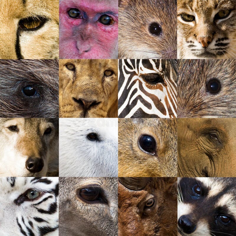 Eyes of Animals stock image. Image of close, natural - 15610081