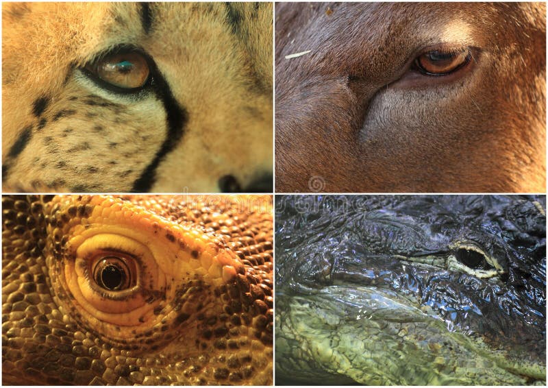 Eyes of animals stock image. Image of mammal, komodo - 28484691