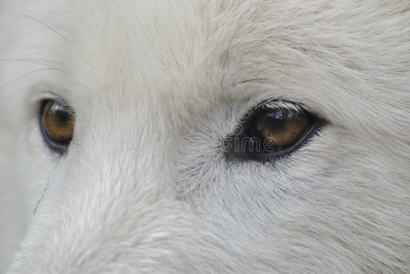 Eyes of a Arctic Wolf ( Canis Lupus Arctos ) Stock Photo - Image of ...