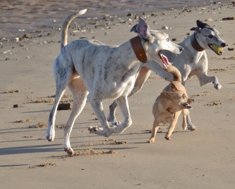 Eyes on the Ball stock image. Image of hounds, small - 38753707