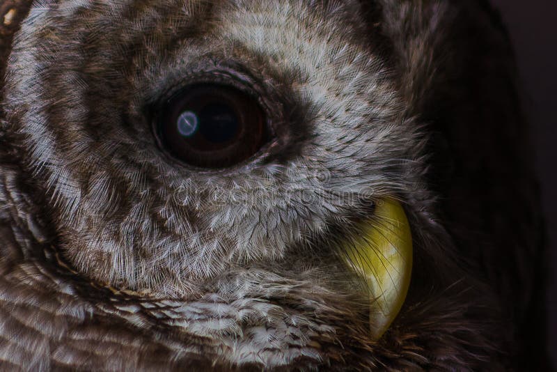 Eyes of a Barred Owl stock image. Image of rescue, birds - 191715509