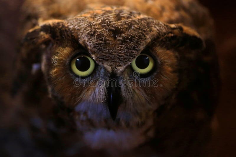 Eyes of a Barred Owl stock image. Image of brown, look - 210362539