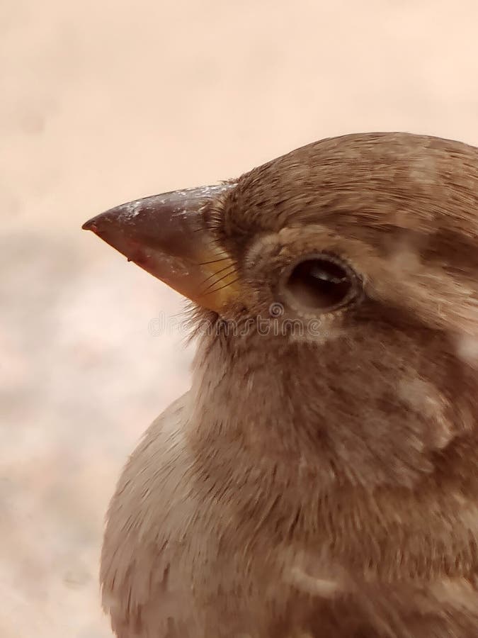 Eyes of bird stock photo. Image of avian, tree, feather - 313387982
