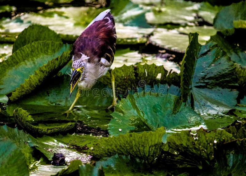 EYES of the BITTERN stock image. Image of black, food - 140598661