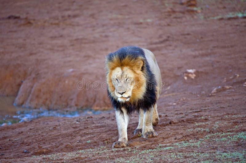 Eyes Closed Lion stock image. Image of tired, lion, leader - 9191921