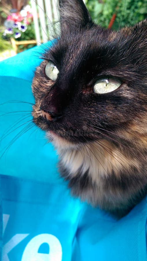 Those eyes stock image. Image of daisy, eyes, lush, greeneyes - 46323473