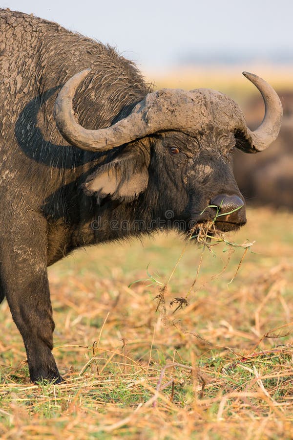 Eyes of death stock photo. Image of intense, wild, kruger - 85795878