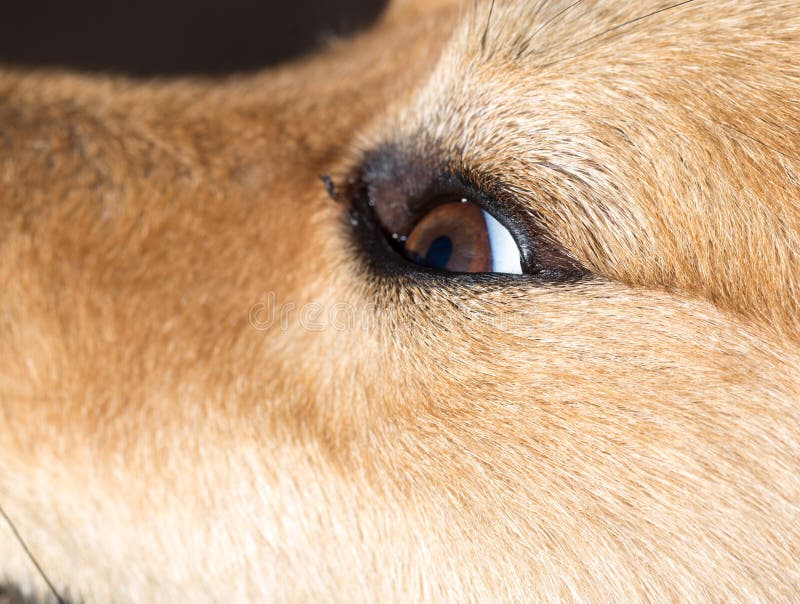 Dog Eye Macro Stock Images - Download 1,185 Royalty Free Photos