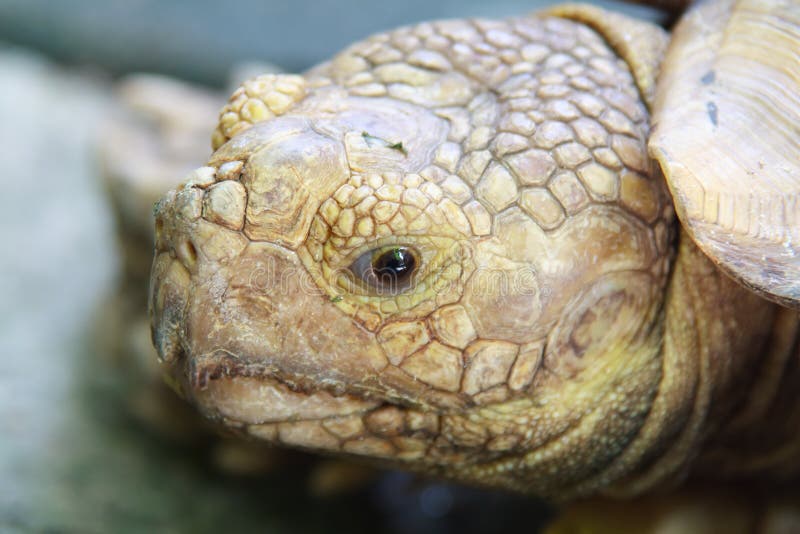 Eyes expression of Turtle stock image. Image of turtle - 77664385
