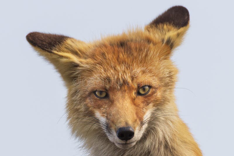 Close-up Eyes of a Fox Looking at Us while Hunting from Thickets of Dry ...