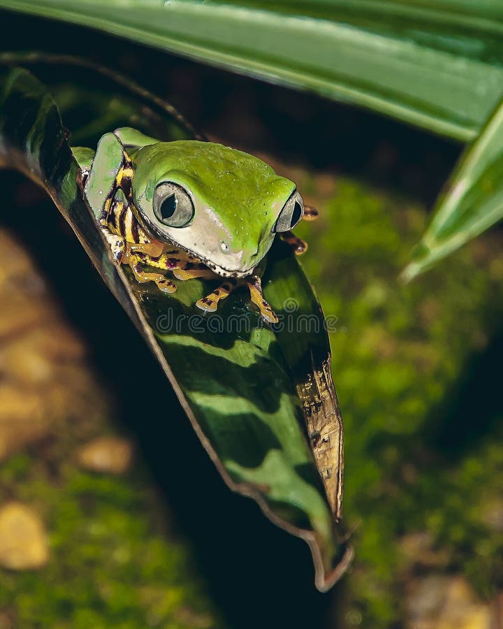 The Eyes Have it stock photo. Image of eyes, nickle - 158565344