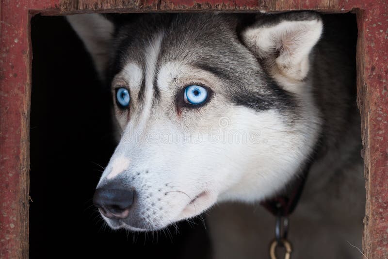 Eyes of husky dog stock image. Image of kennel, nature - 29424631