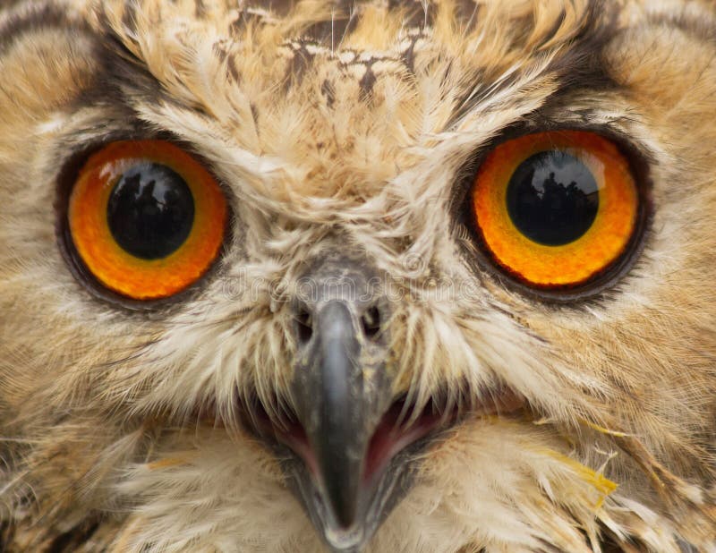 Eyes Indian Eagle Owl Profile Stock Image - Image of carnivore, indian ...