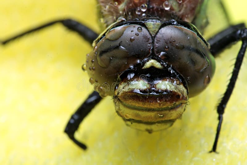 Eyes of an Insect. Portrait Gadfly. Hybomitra Stock Photo - Image of ...