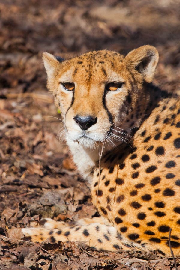 Eyes Looking. a Bright Red Cheetah Rests and Looks Lying on the ...
