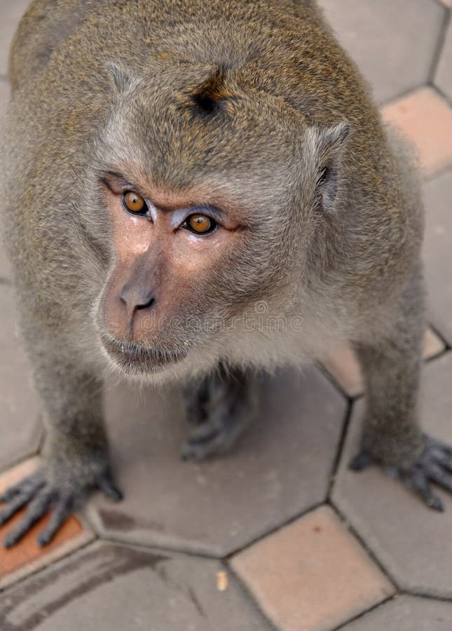 Doubt in the eyes stock photo. Image of young, monitoring - 1301360
