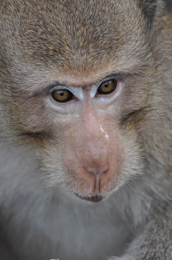 The eyes of monkey stock photo. Image of monkey, longtailed - 39281506