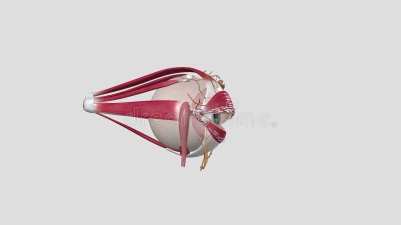 Eyes are Organs of the Visual System Stock Footage - Video of ...