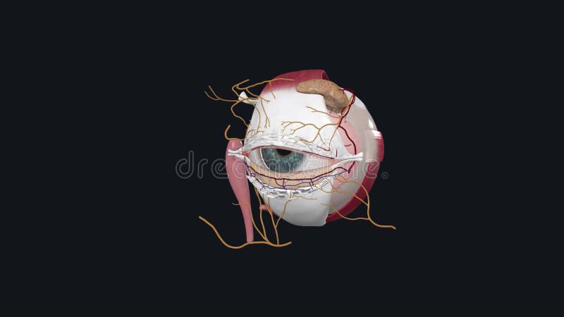 Eyes are Organs of the Visual System Stock Illustration - Illustration ...