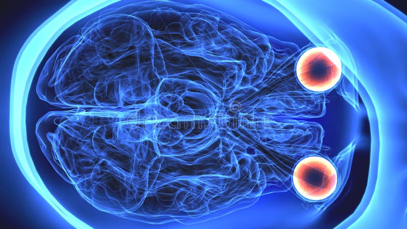 3d Illustration Human Body Eye Anatomy Human Body Organ Stock ...