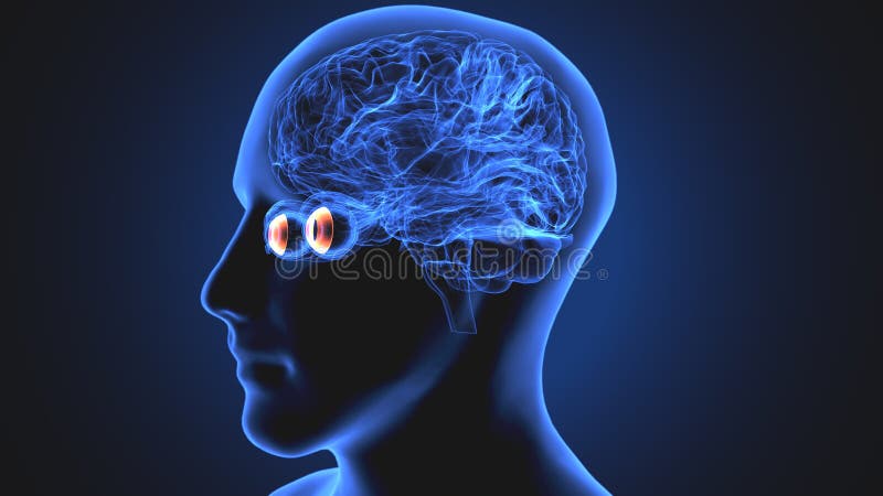 3d Illustration Human Body Eye Anatomy Human Body Organ Stock ...