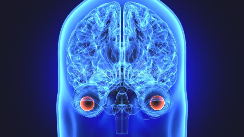 3d Illustration Human Body Eye Anatomy Human Body Organ Stock ...