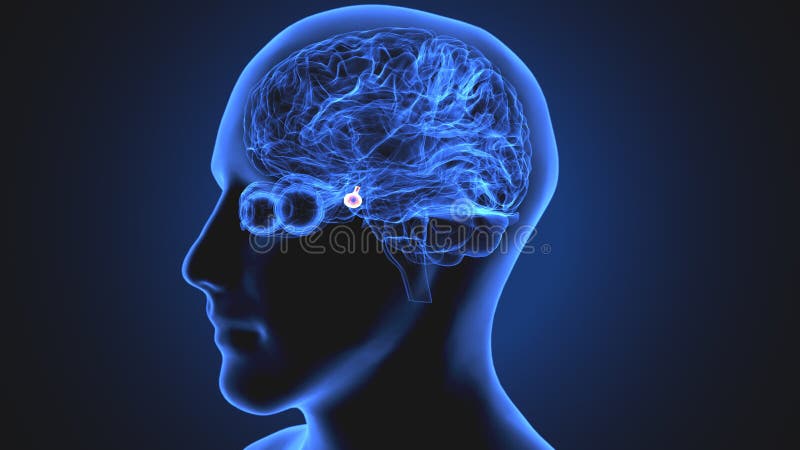 3d Illustration Human Body Eye Anatomy Human Body Organ Stock ...