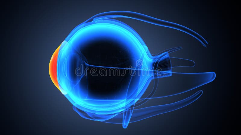 3d Illustration of Human Body Eye Intersection Anatomy Stock ...