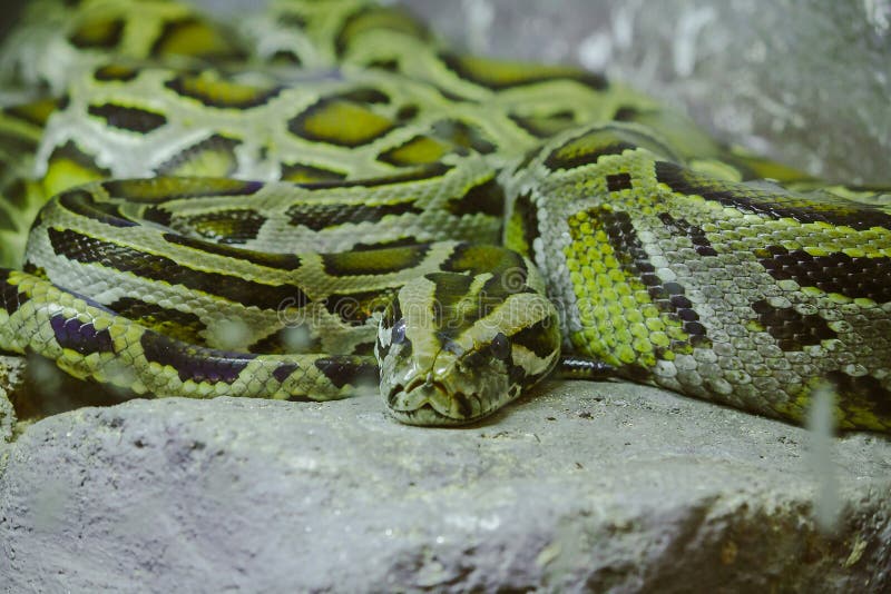 The Eyes of Python Stared at Something. Stock Image - Image of forest ...